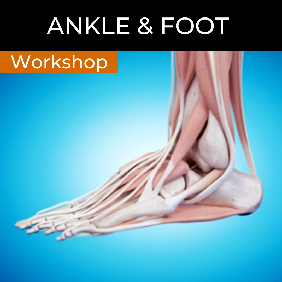 Ankle and Foot Anatomy, Injuries, Ailments, Assessments & Exercises ...
